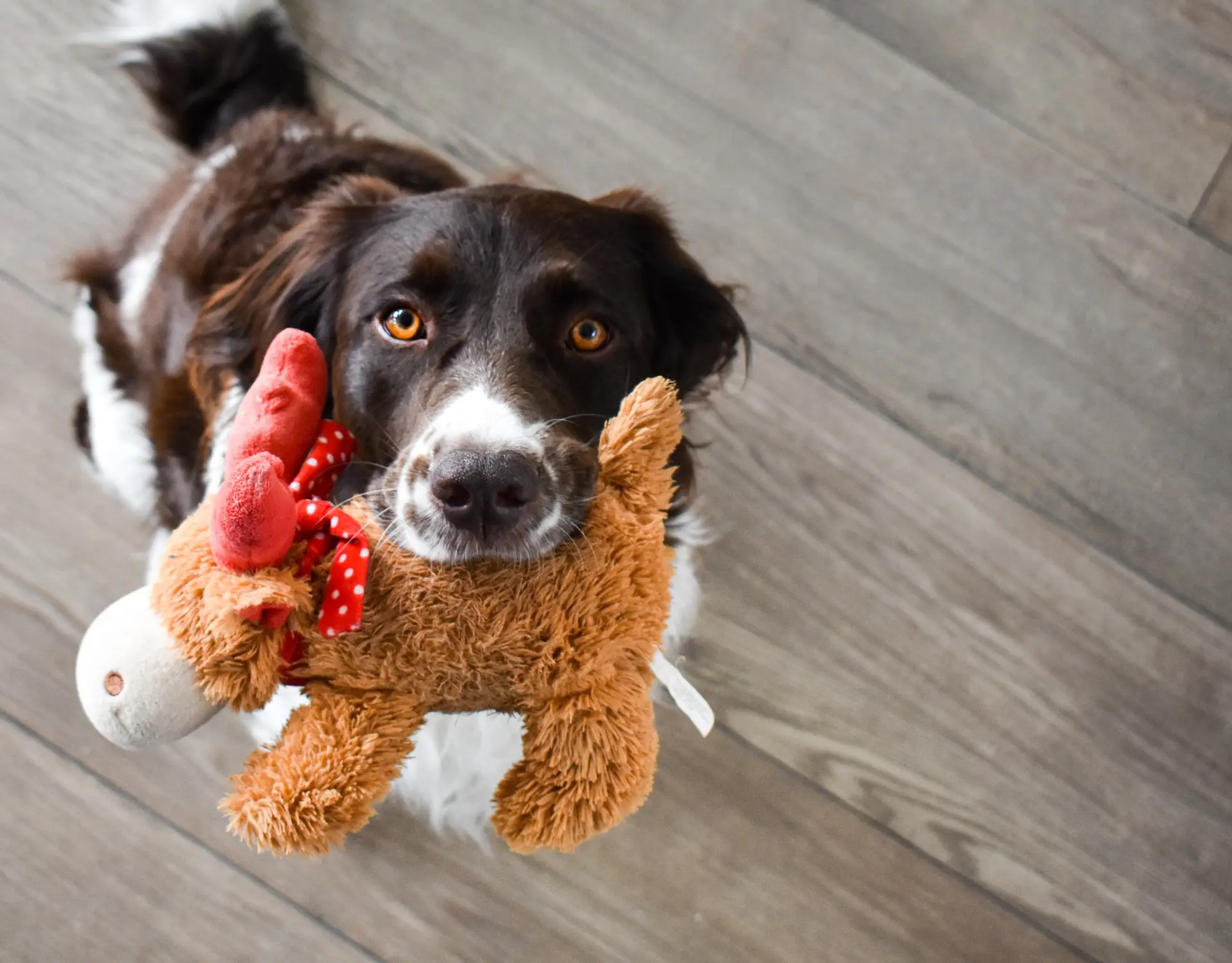 What are the Best Types of Toys for My Dog to Play With?