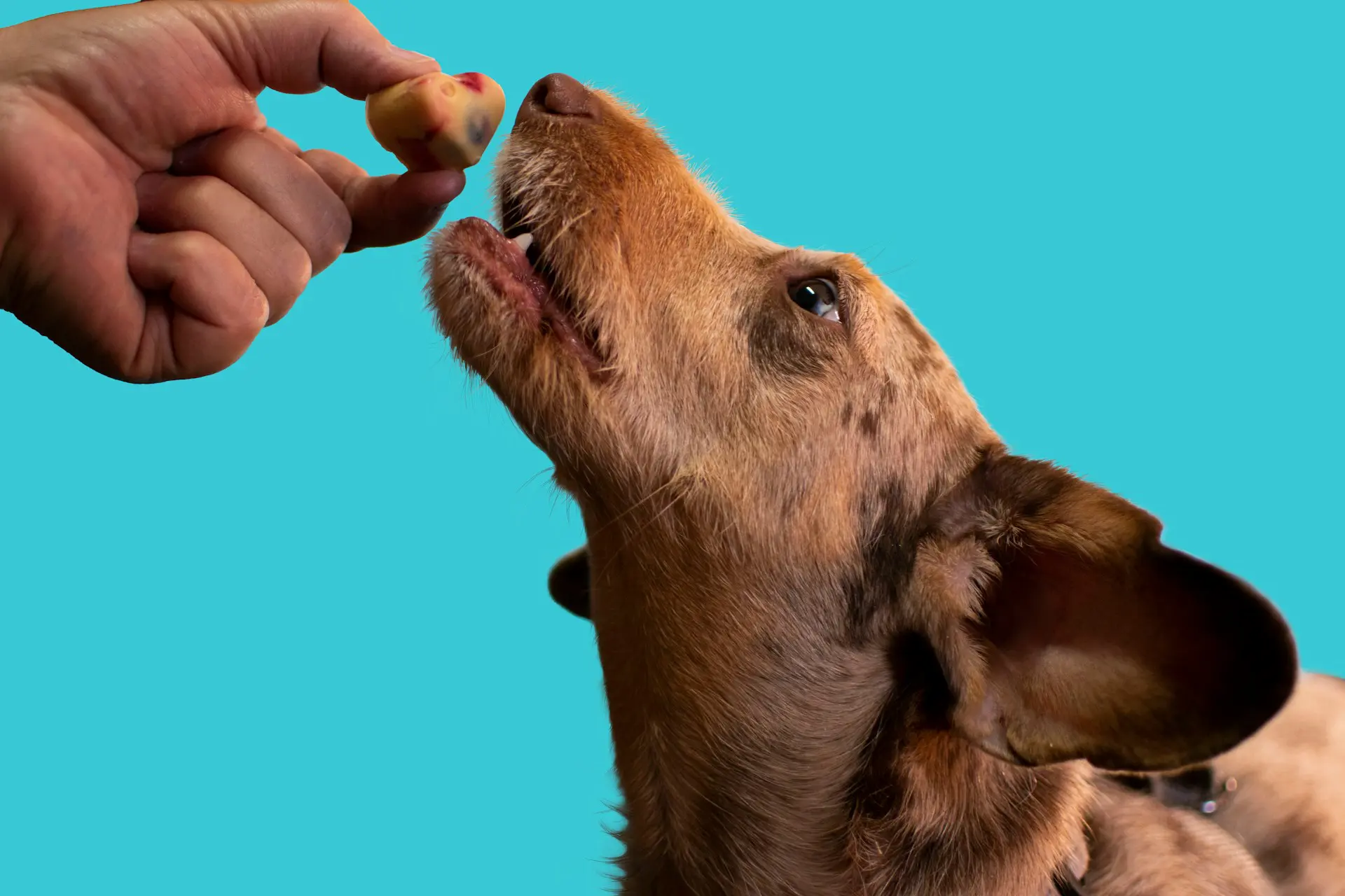 How to Give Pets Medication After Oral Surgery