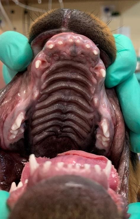 Helping Your Puppy with Teeth Misalignment (Malocclusions)