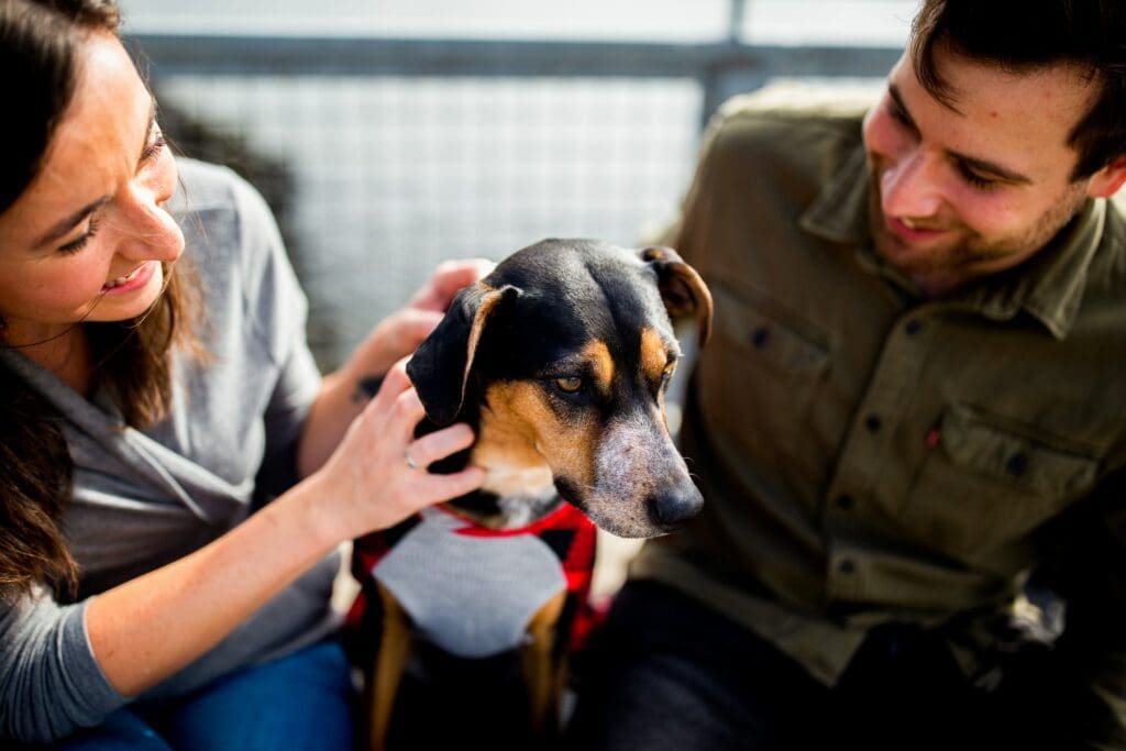 Diagnosing & Treating Benign Oral Tumors in Dogs
