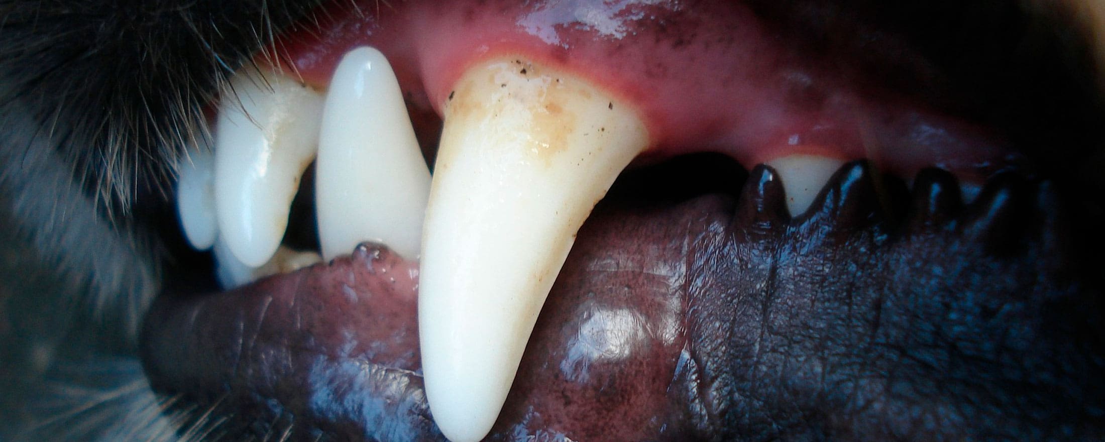 Discolored Pet Teeth