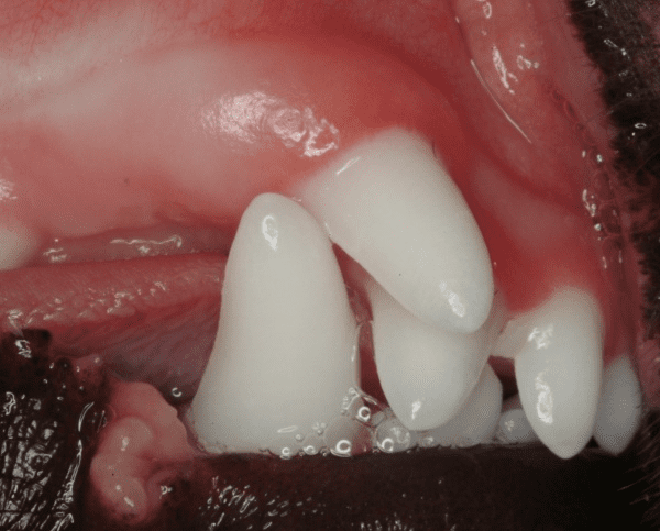 Overbites and Underbites (Malocclusions) in Dogs and Cats