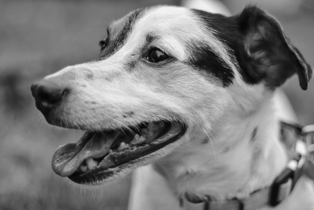 Keep Your Dog’s Tooth Alive Through Vital Pulp Therapy