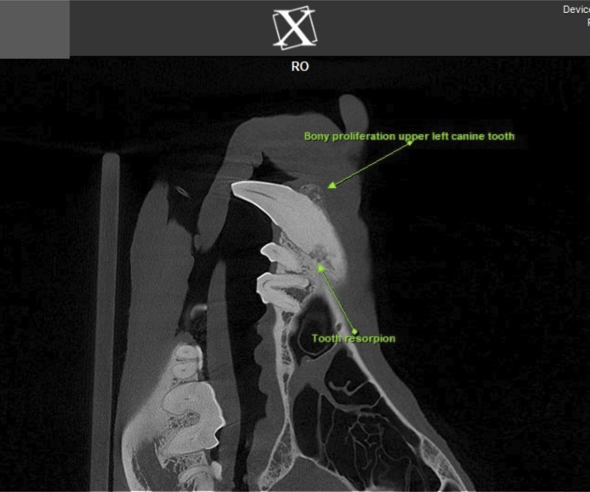 Veterinary Dental Cone Beam CT | Animal Dental Care | Colorado
