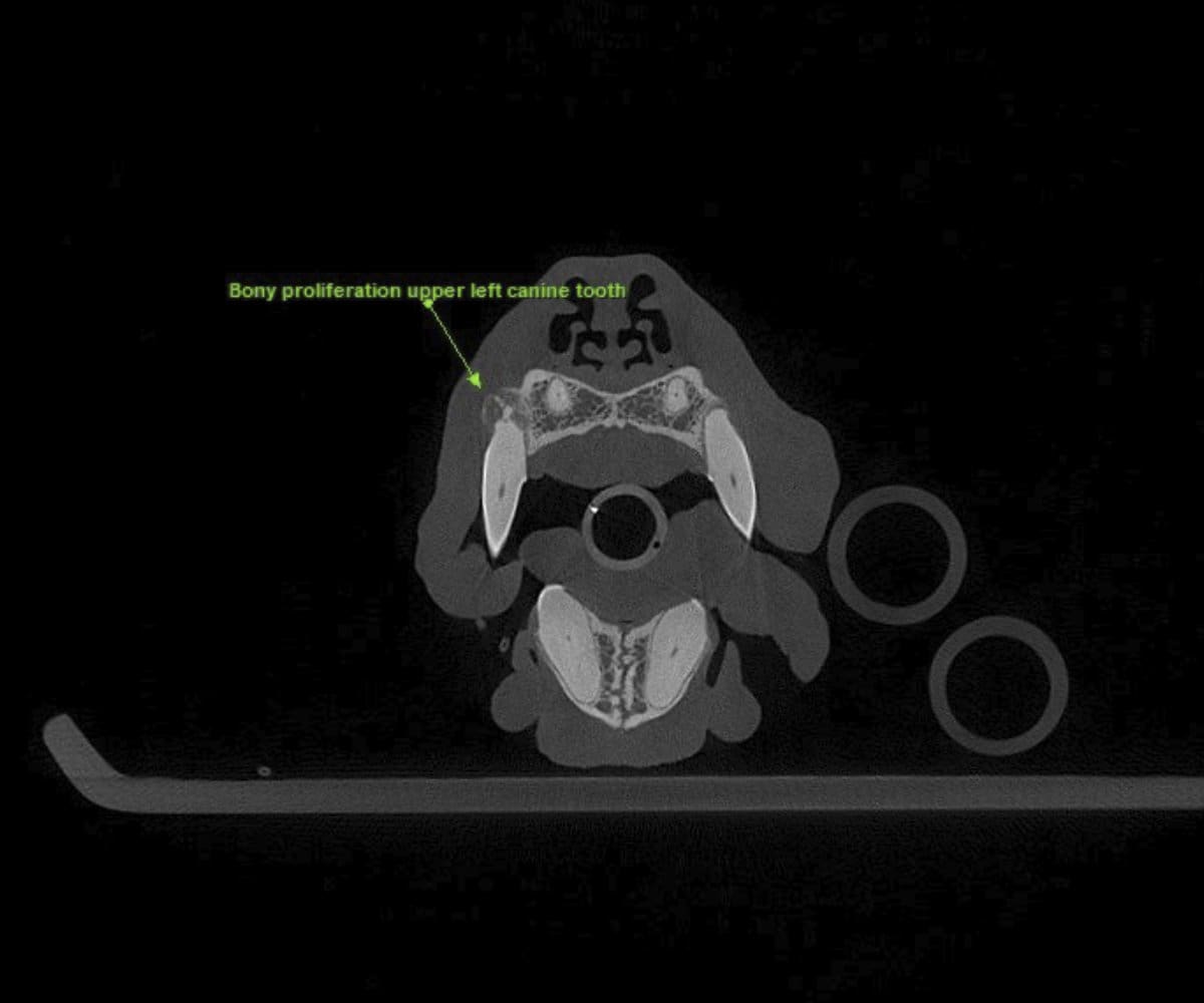 Veterinary Dental Cone Beam CT | Animal Dental Care | Colorado