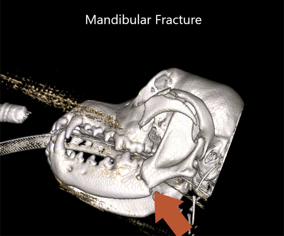 Veterinary Dental Cone Beam CT | Animal Dental Care | Colorado