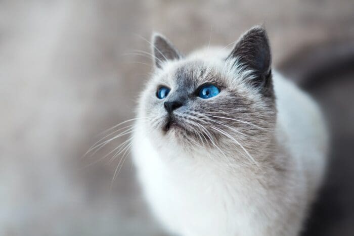 Understanding Oral Cancer in Cats: Causes, Symptoms, and Treatment