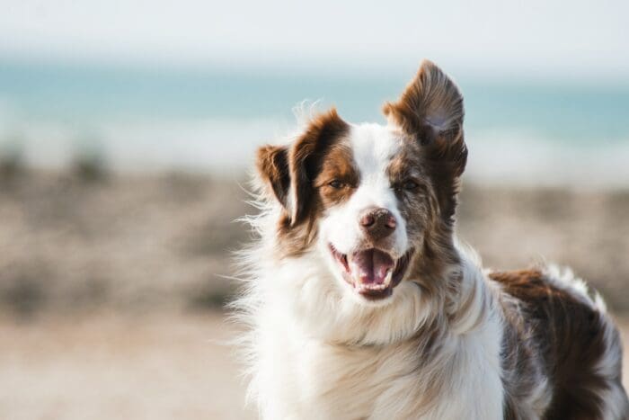 Tooth Extraction Dogs: What You Should Know